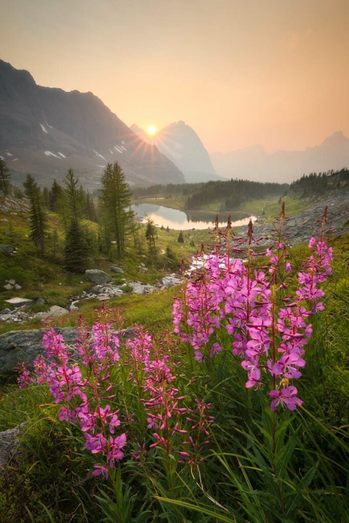 Water & Growth - Nick Fitzhardinge Photography