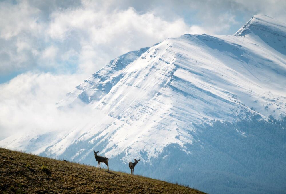Wildlife - Nick Fitzhardinge Photography